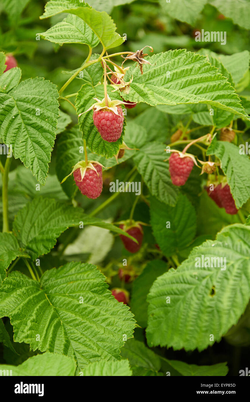 Several ripe red raspberries growing on the branch Stock Photo - Alamy