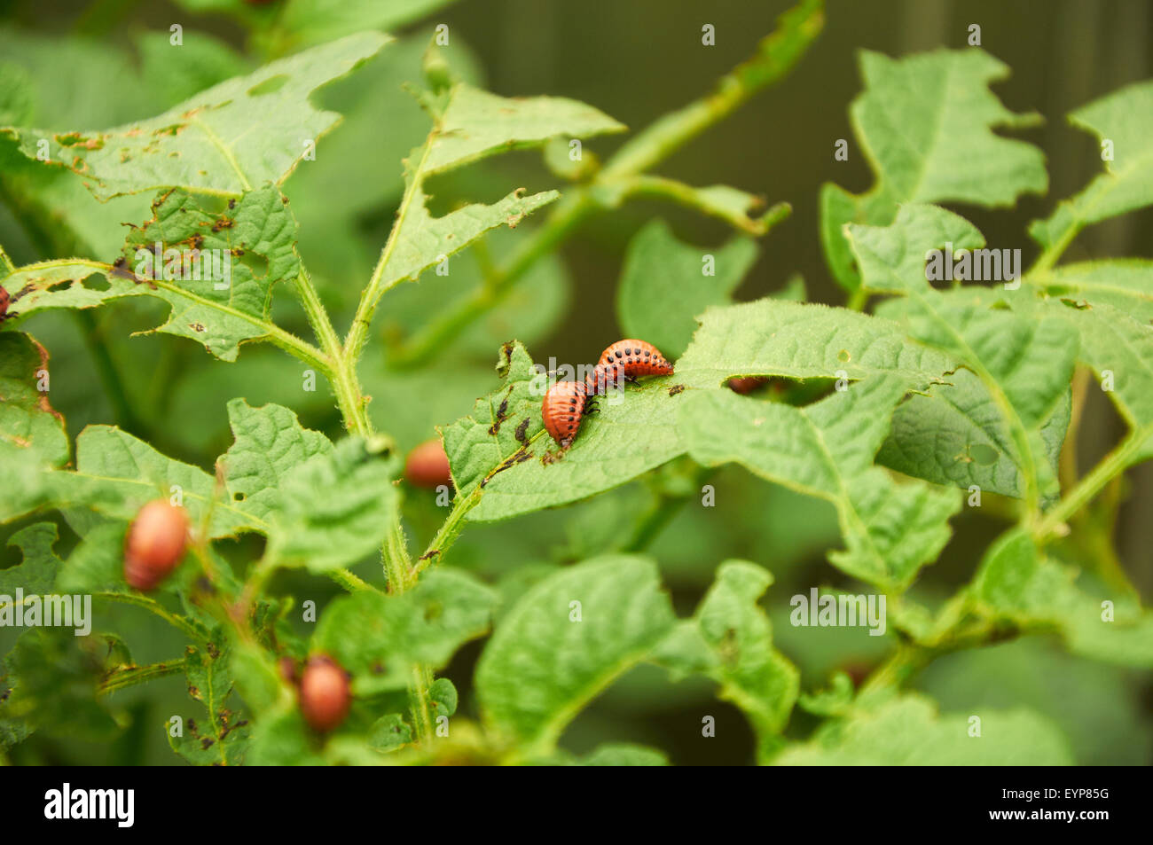 Colorado beetles hi-res stock photography and images - Alamy