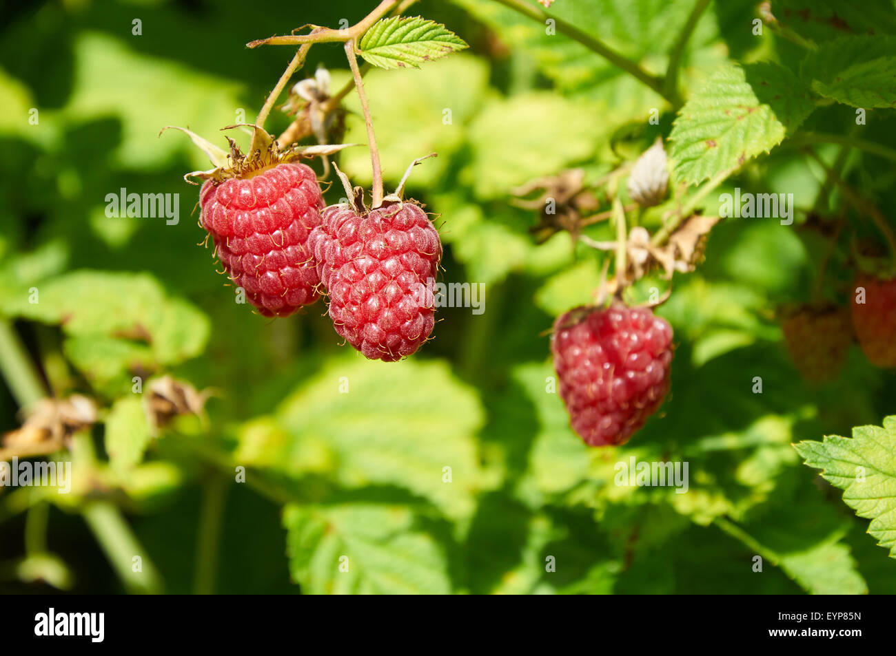 Several ripe red raspberries growing Stock Photo - Alamy
