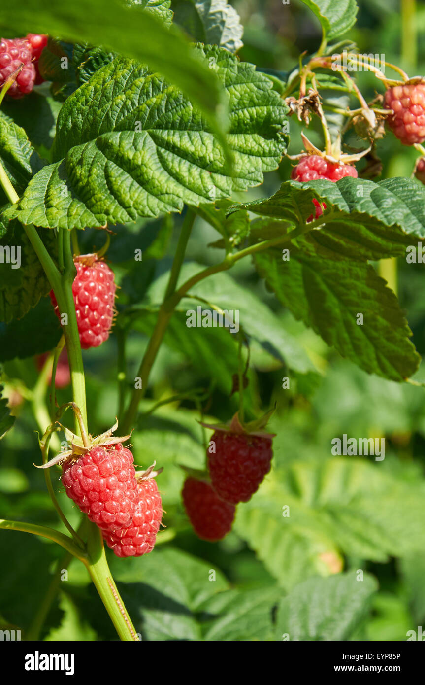 Several ripe red raspberries growing Stock Photo - Alamy