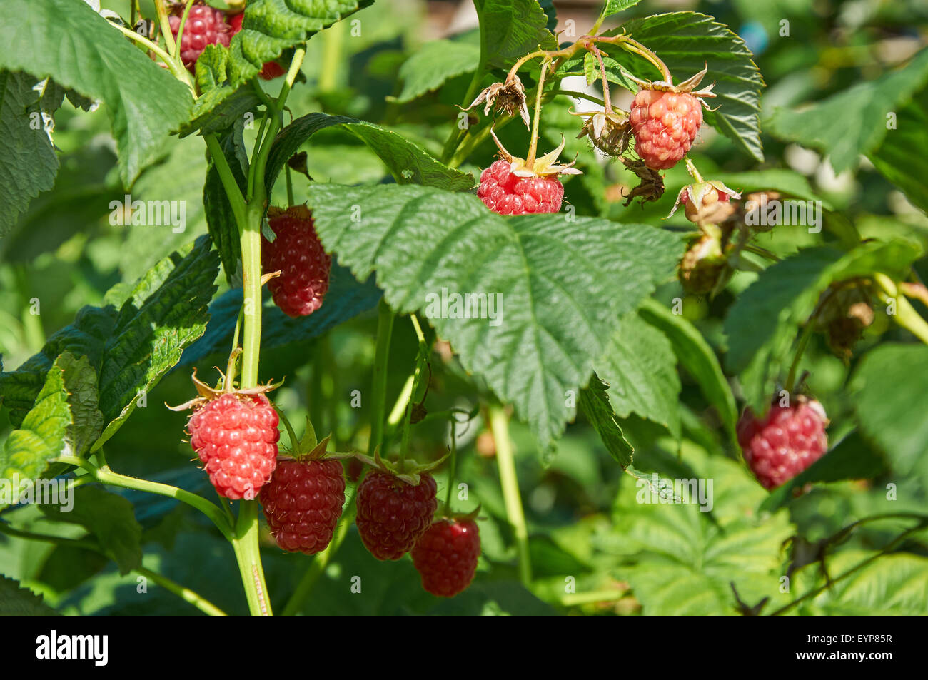 Several ripe red raspberries growing Stock Photo - Alamy