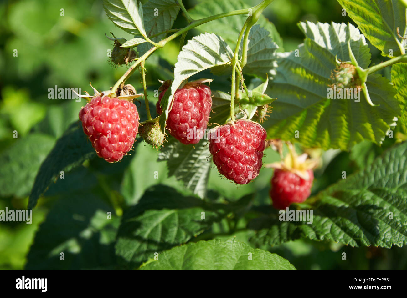 Raspberries growing hi-res stock photography and images - Alamy