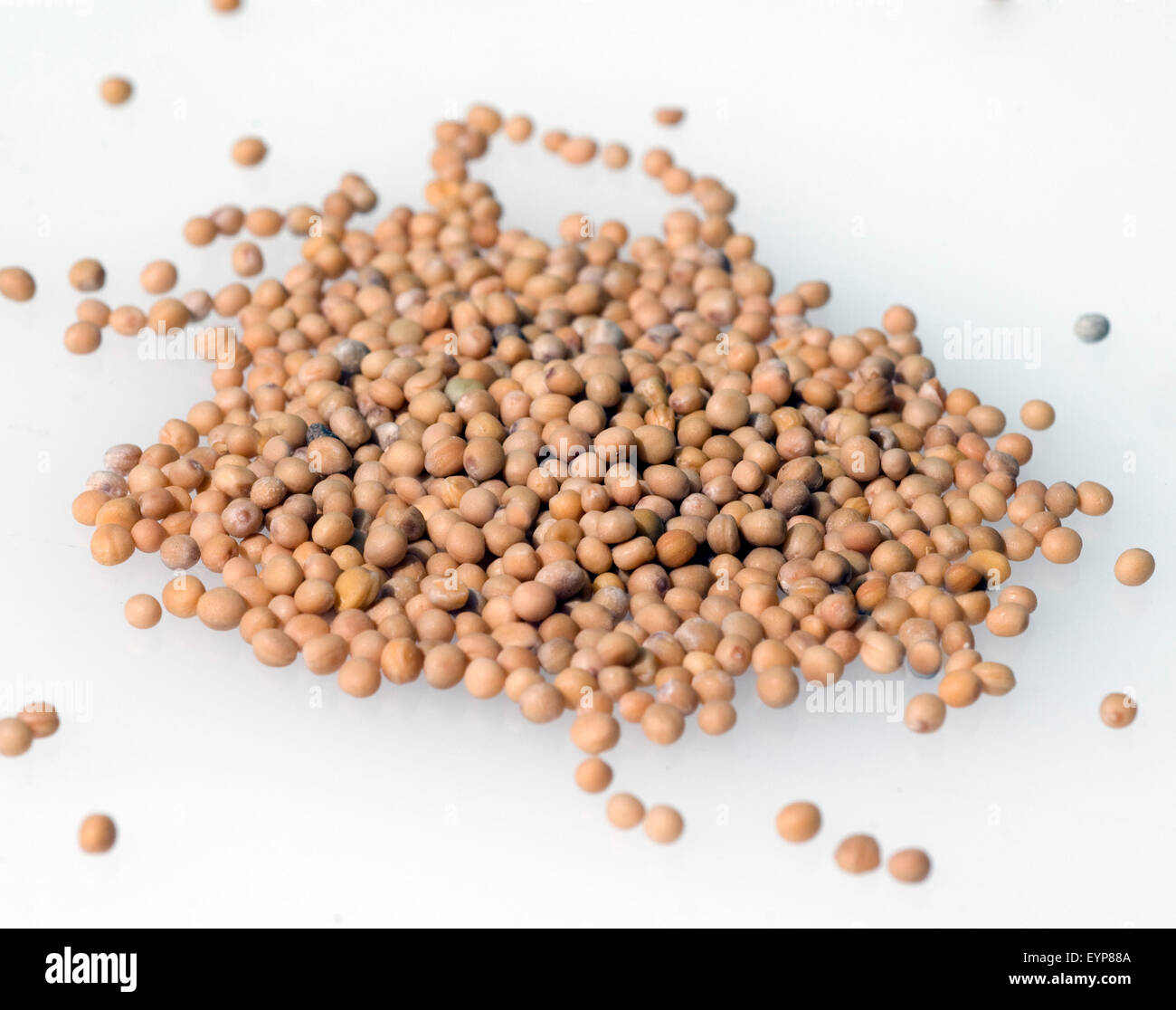 Senfkoerner, Gelber, Sinapis, arvensis Stock Photo - Alamy