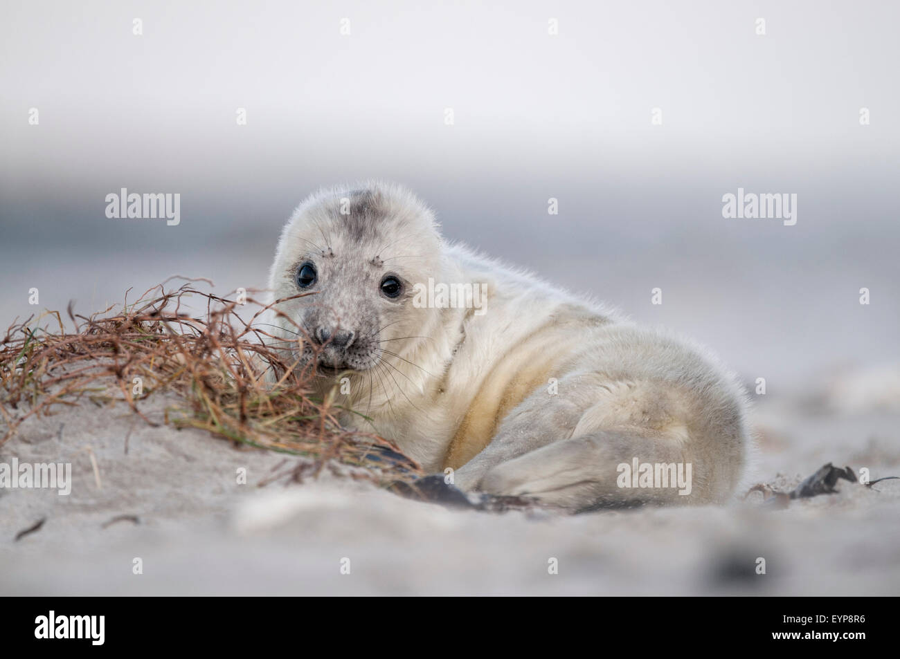 Juvenile fur seal hi-res stock photography and images - Alamy