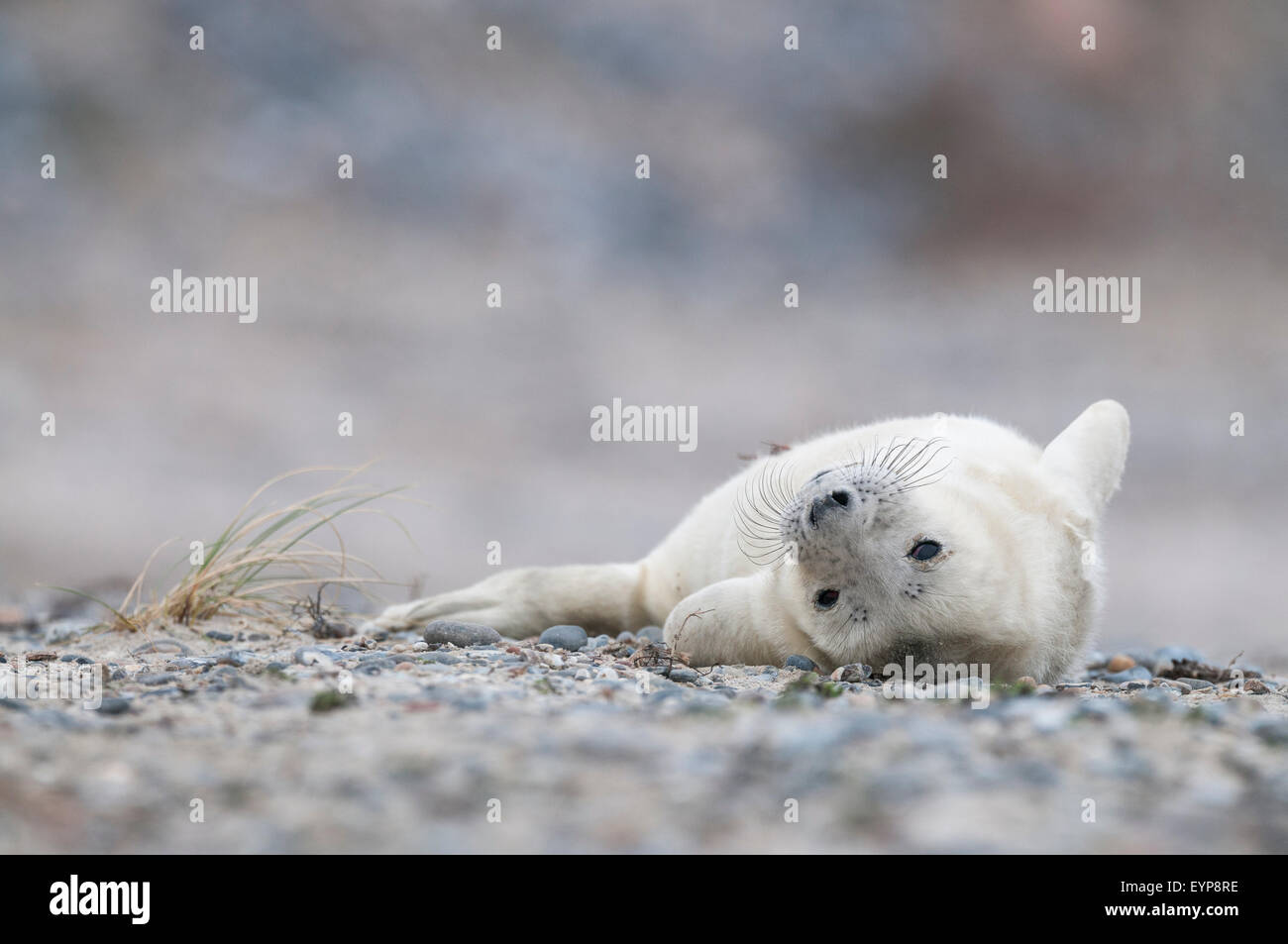 Juvenile grey seal hi-res stock photography and images - Alamy