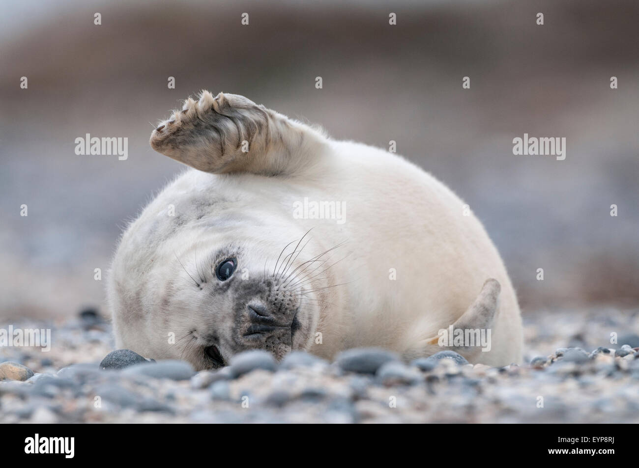 Juvenile grey seal hi-res stock photography and images - Alamy