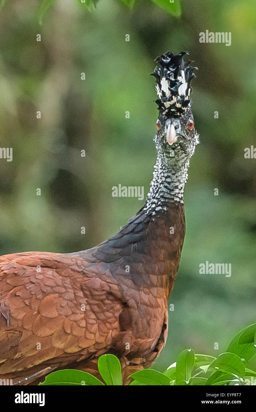 A female Great Curassow looking for food Stock Photo - Alamy