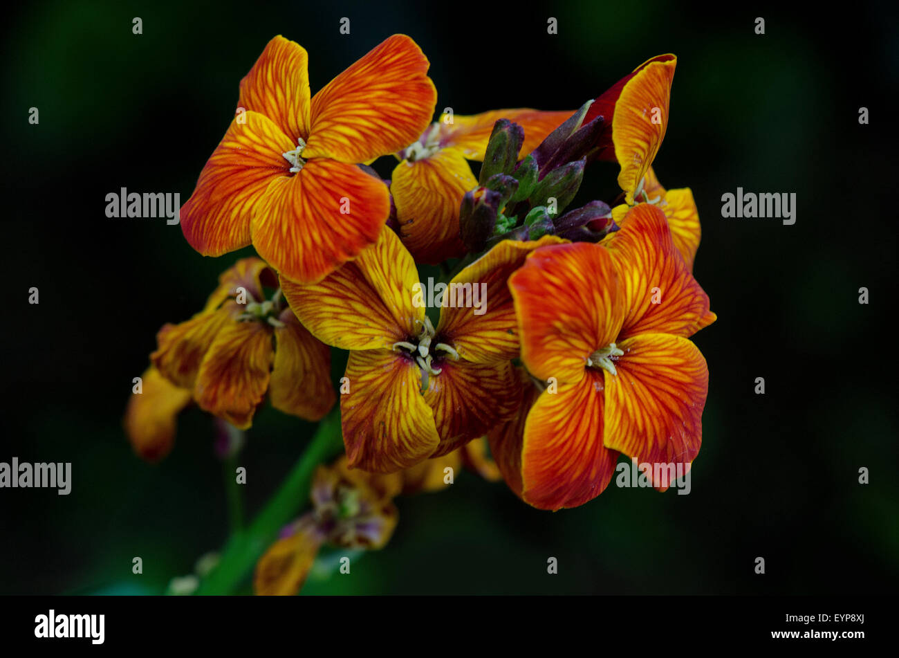 Yellow Wallflower (Erysimum cheiri (L Stock Photo - Alamy