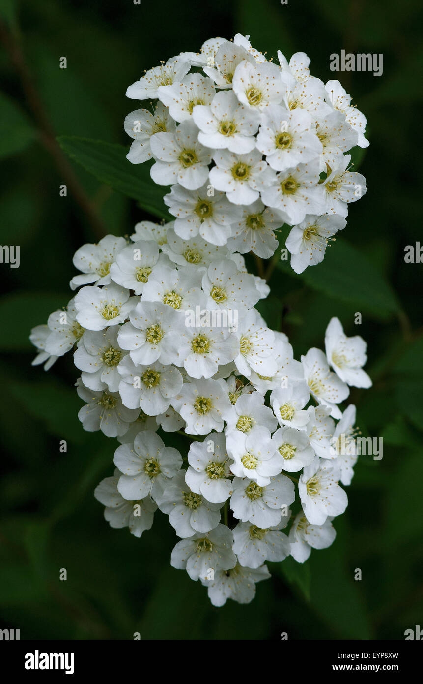 Spirea hi-res stock photography and images - Alamy