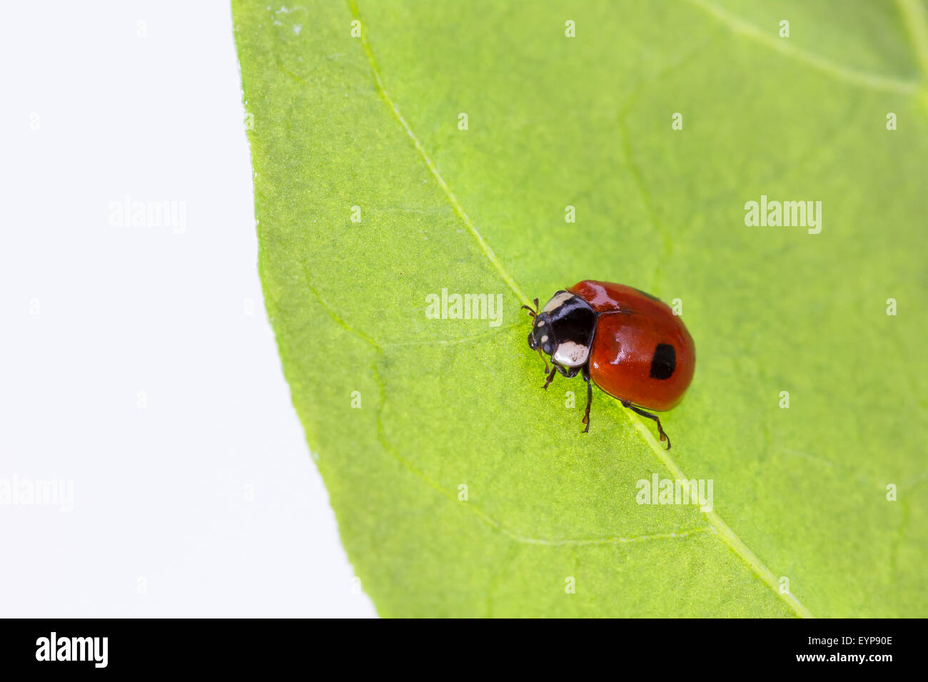 Ladybug with two dots sitting on a leaf Stock Photo - Alamy