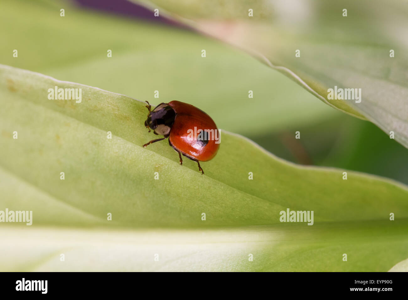 Ladybug with two dots sitting on a leaf Stock Photo - Alamy
