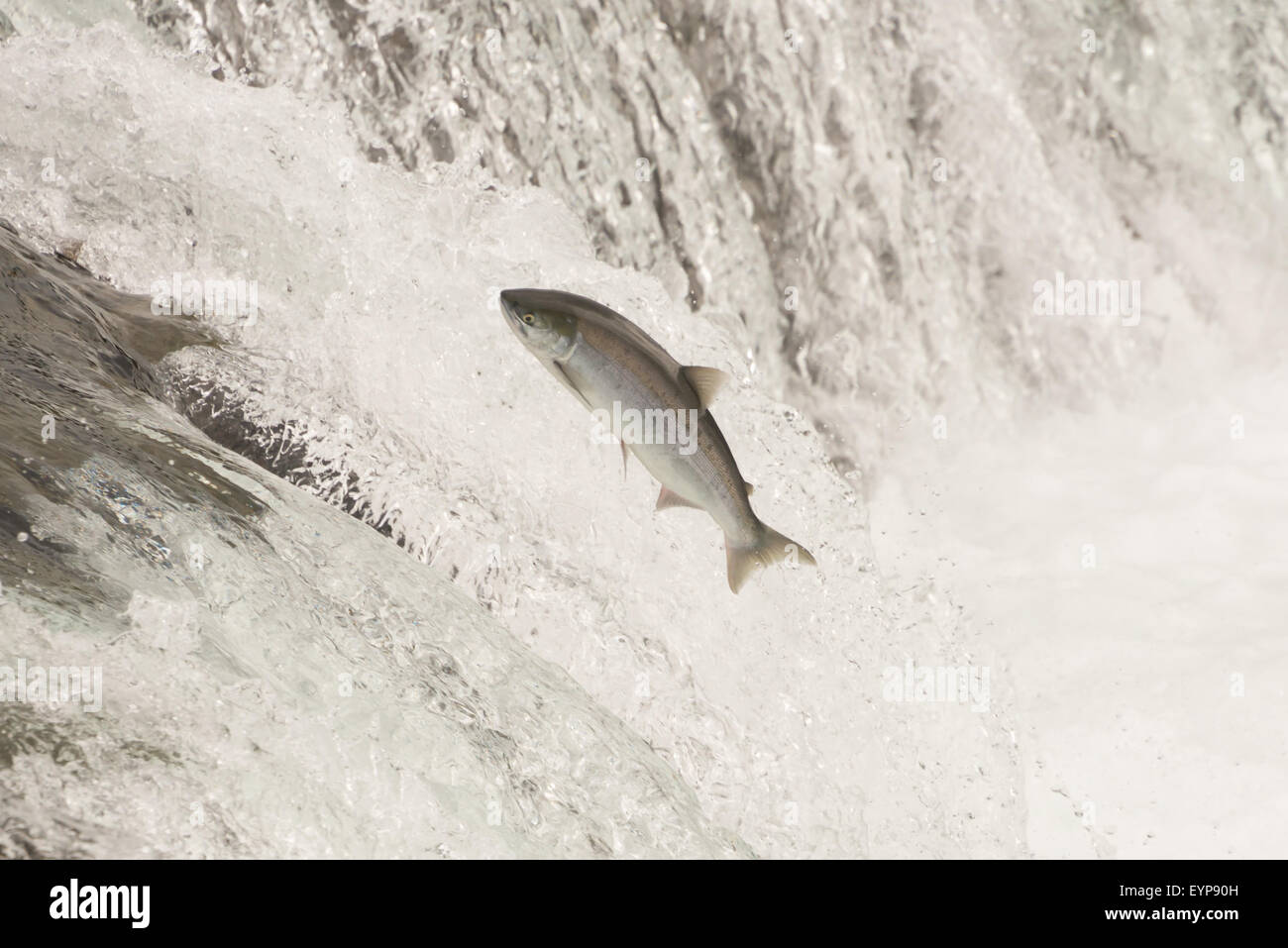 Salmon jumping hi-res stock photography and images - Alamy