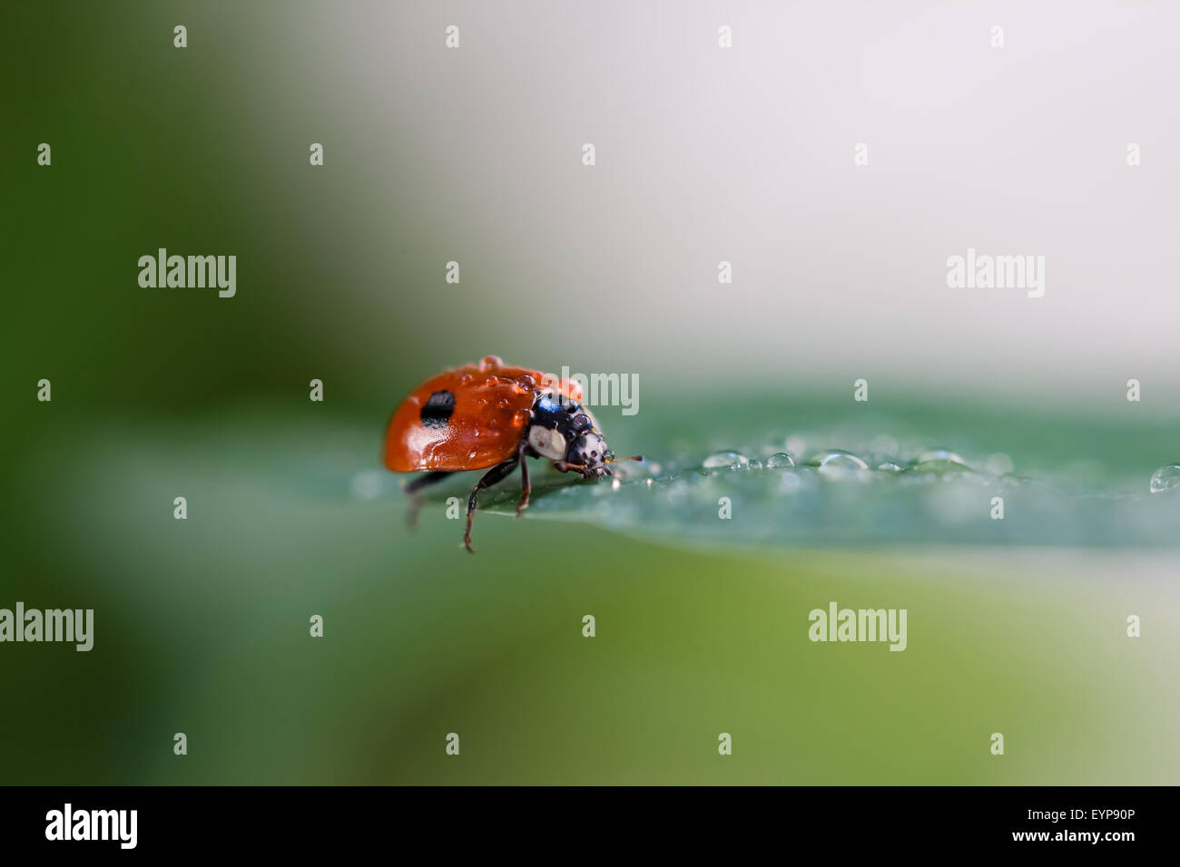 Ladybug with water drops sitting on a leaf Stock Photo - Alamy