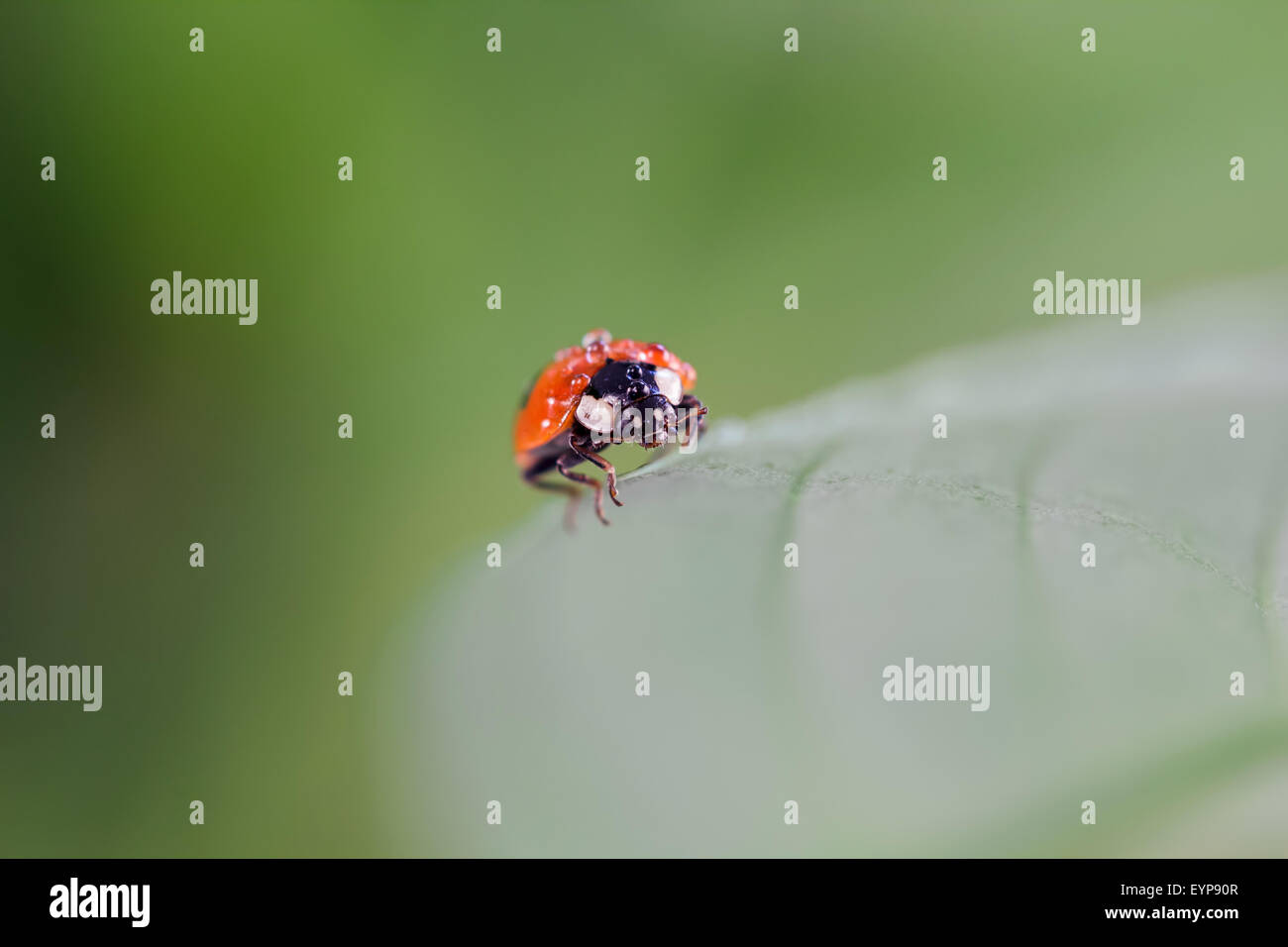 Water Drop On Leaf With Ladybug