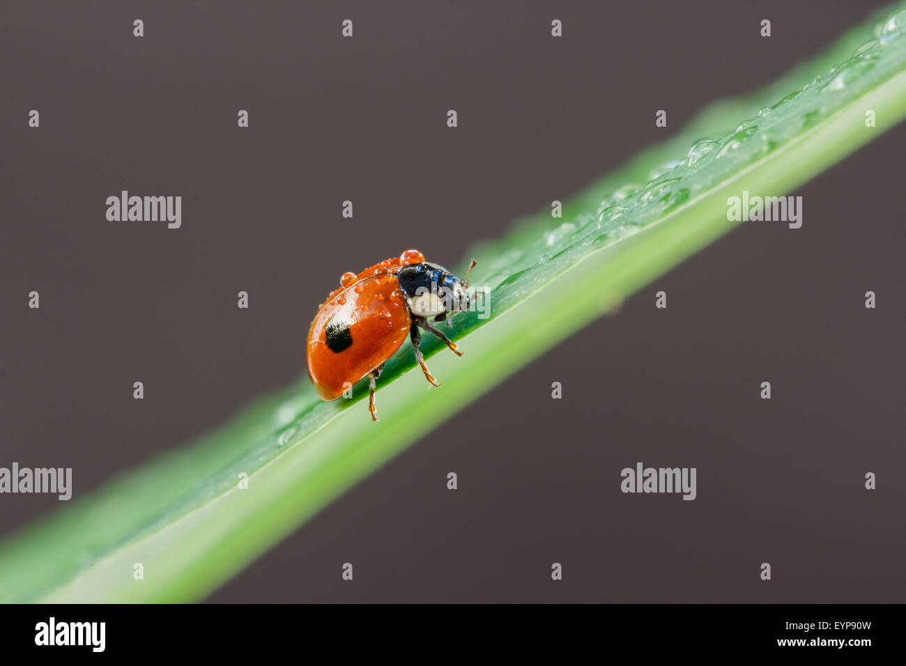 Ladybug with water drops sitting on a leaf Stock Photo - Alamy