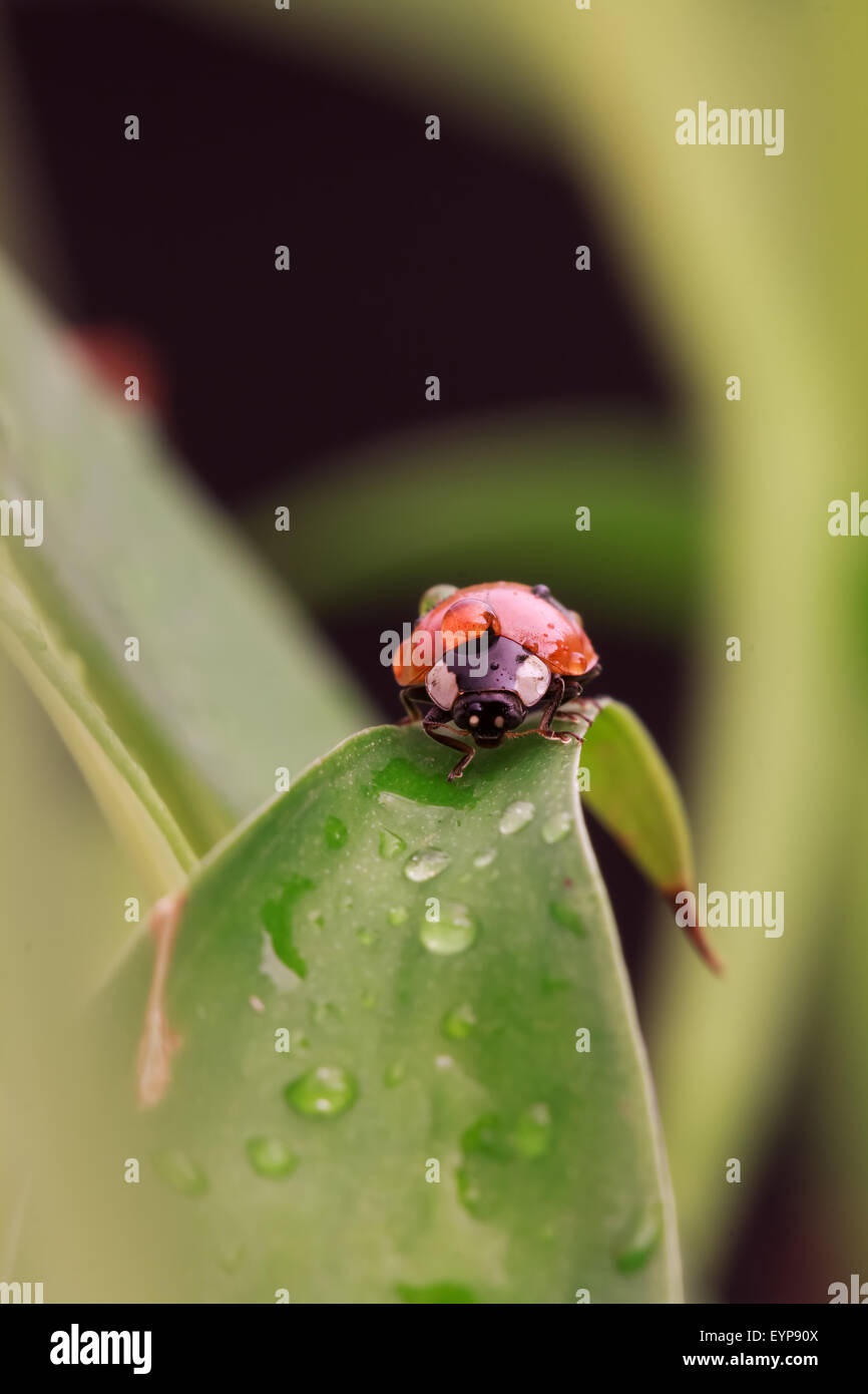 Ladybug with water drops sitting on a leaf Stock Photo - Alamy
