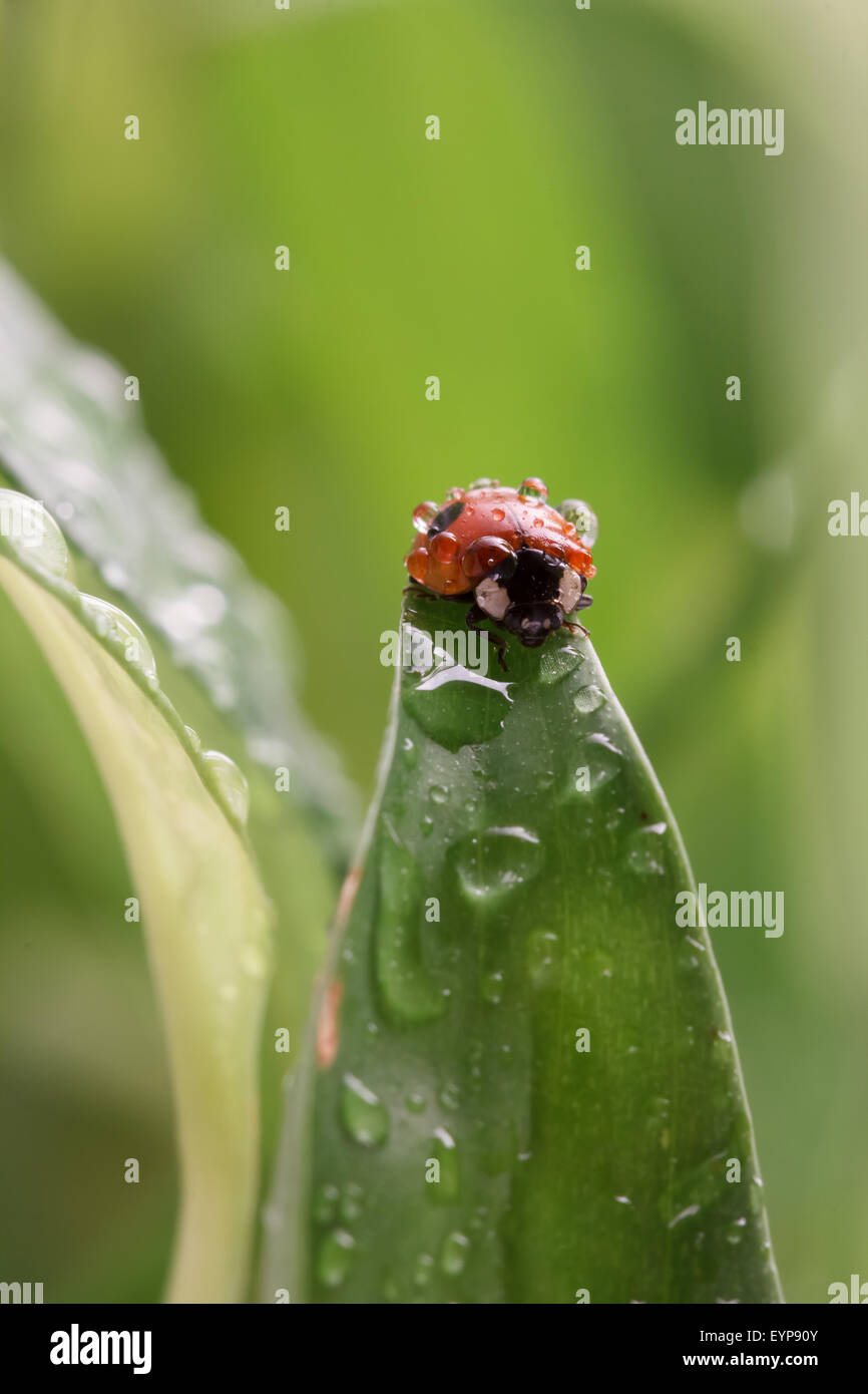 Ladybug with water drops sitting on a leaf Stock Photo - Alamy