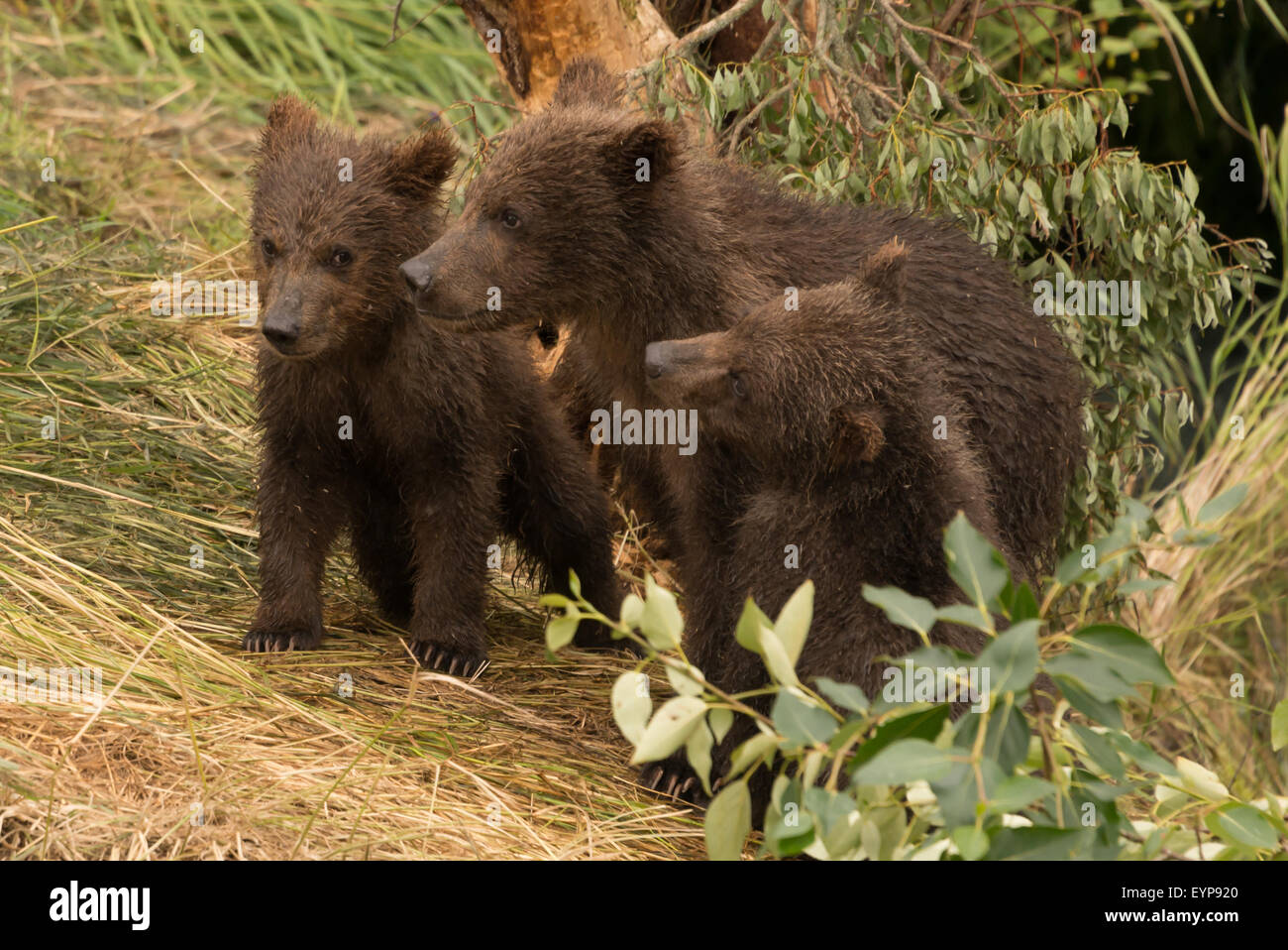Three bear cubs beneath tree facing left Stock Photo - Alamy