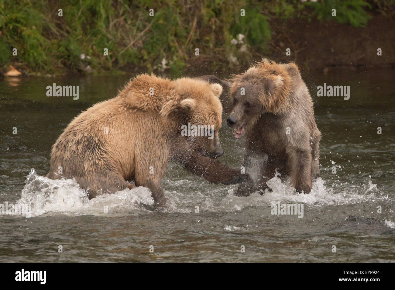 Two bears fighting each other in river Stock Photo - Alamy