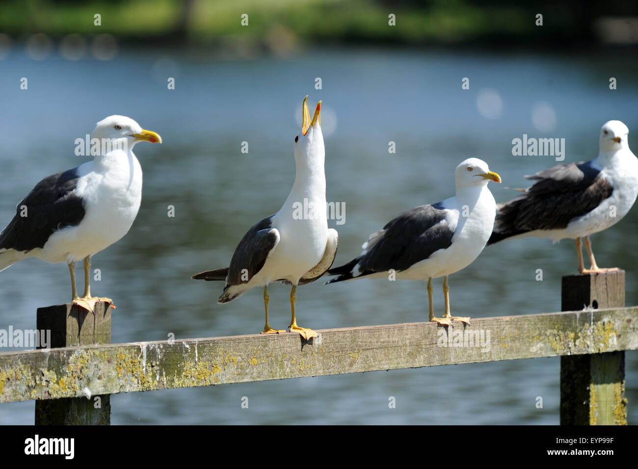 Aggressive Seagull High Resolution Stock Photography and Images - Alamy