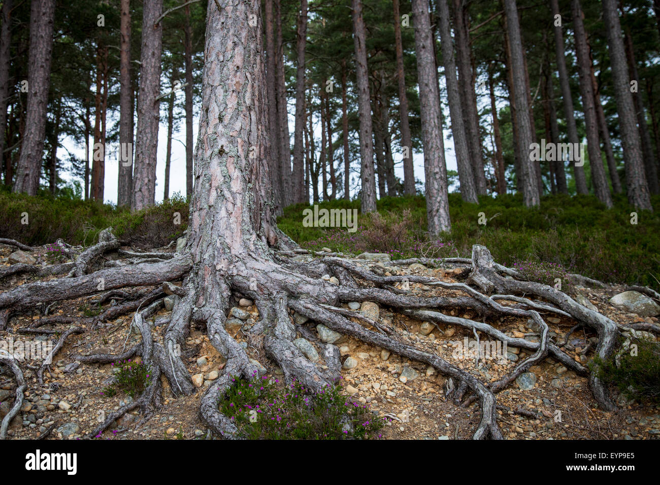 Loch an Eilein Woodland Tree Roots Scotland UK Stock Photo - Alamy