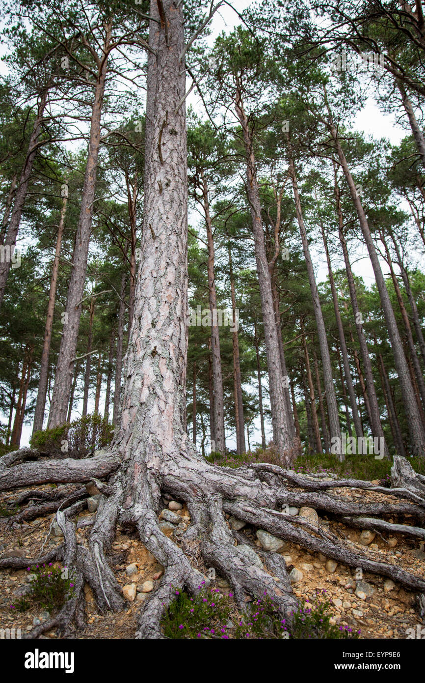 Loch an Eilein Woodland Tree Roots Scotland UK Stock Photo - Alamy