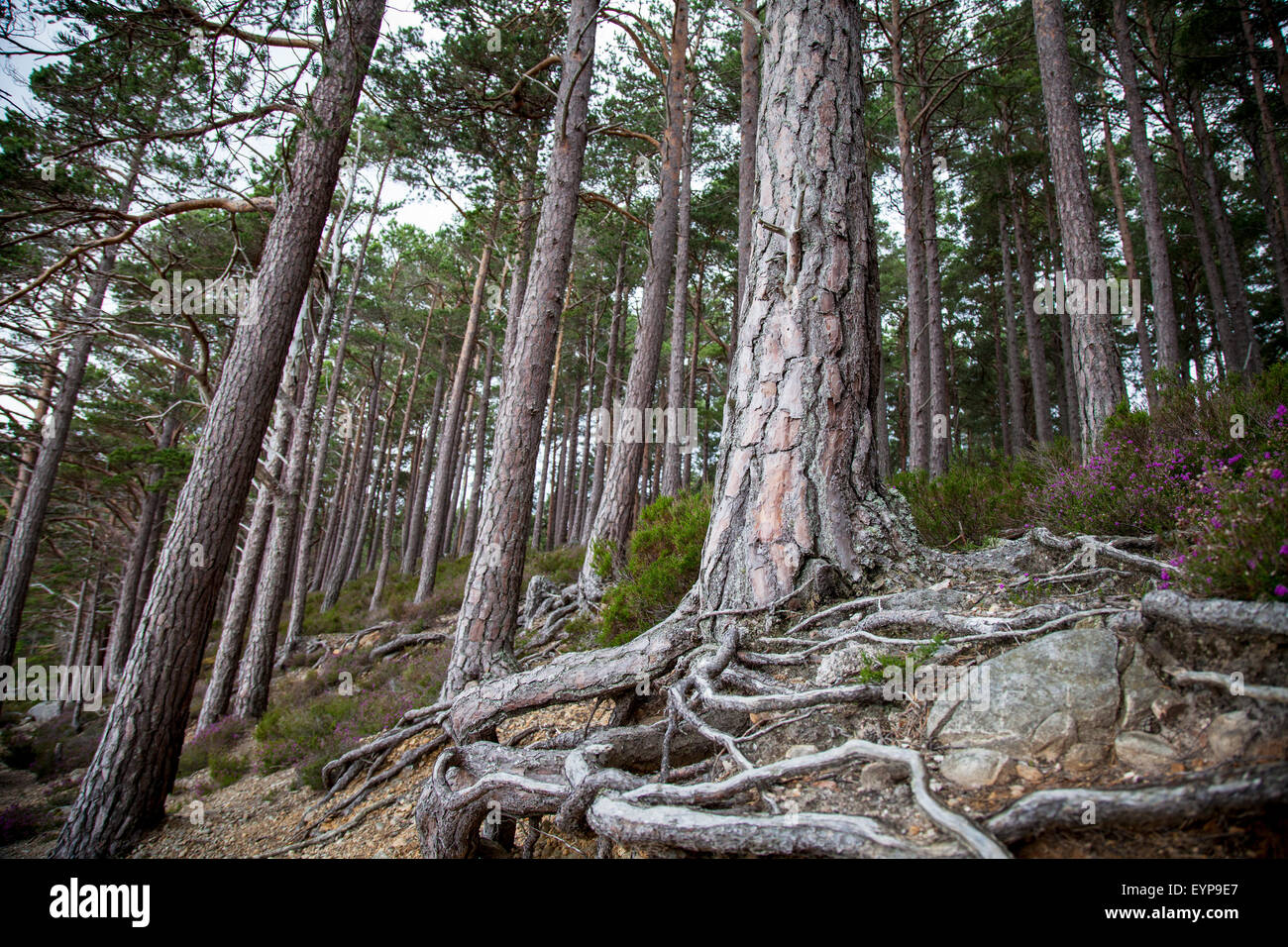 Scottish roots hi-res stock photography and images - Alamy