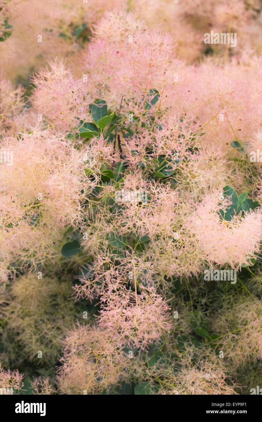 Cotinus coggygria young lady hi-res stock photography and images - Alamy