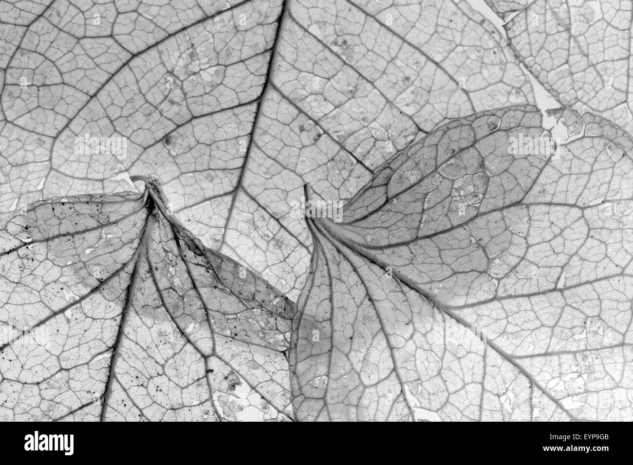 Background textured image made of delicate leaf veins Stock Photo - Alamy