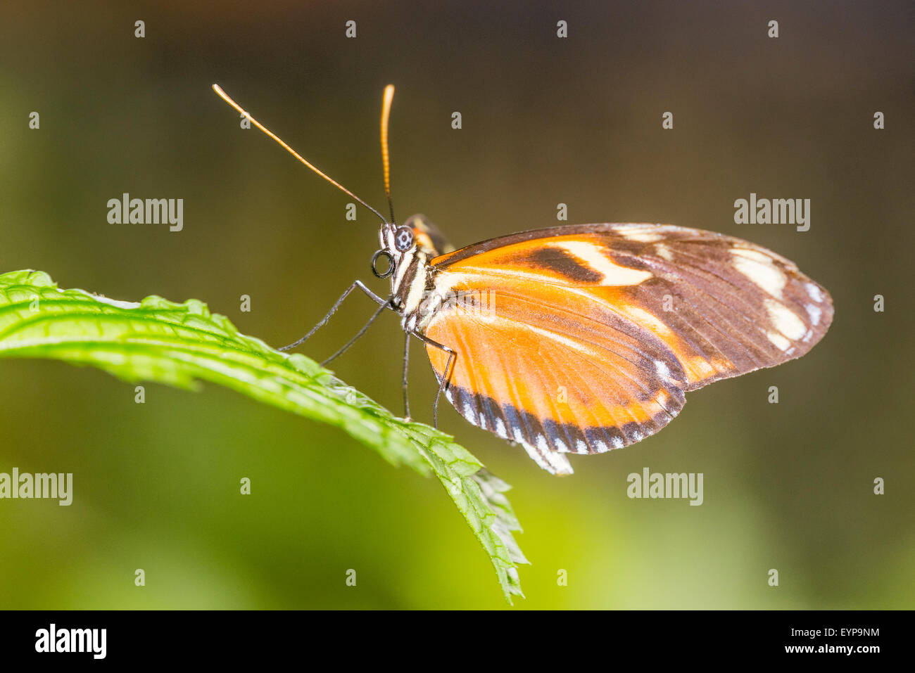 A Tiger-striped Longwing butterfly at rest Stock Photo - Alamy