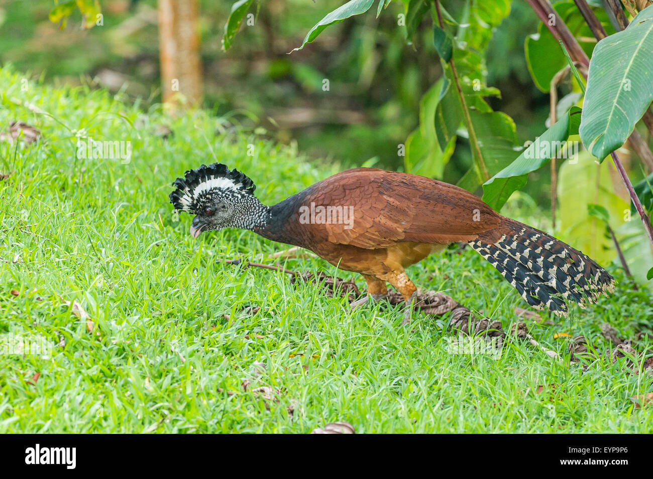 A female Great Curassow looking for food Stock Photo - Alamy