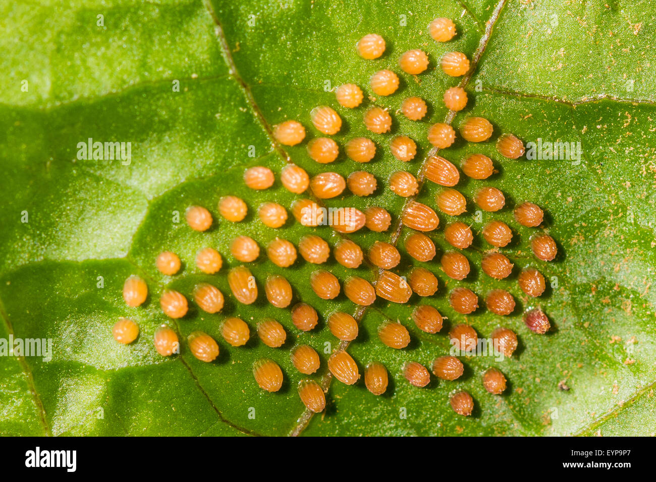 Longwing hi-res stock photography and images - Alamy