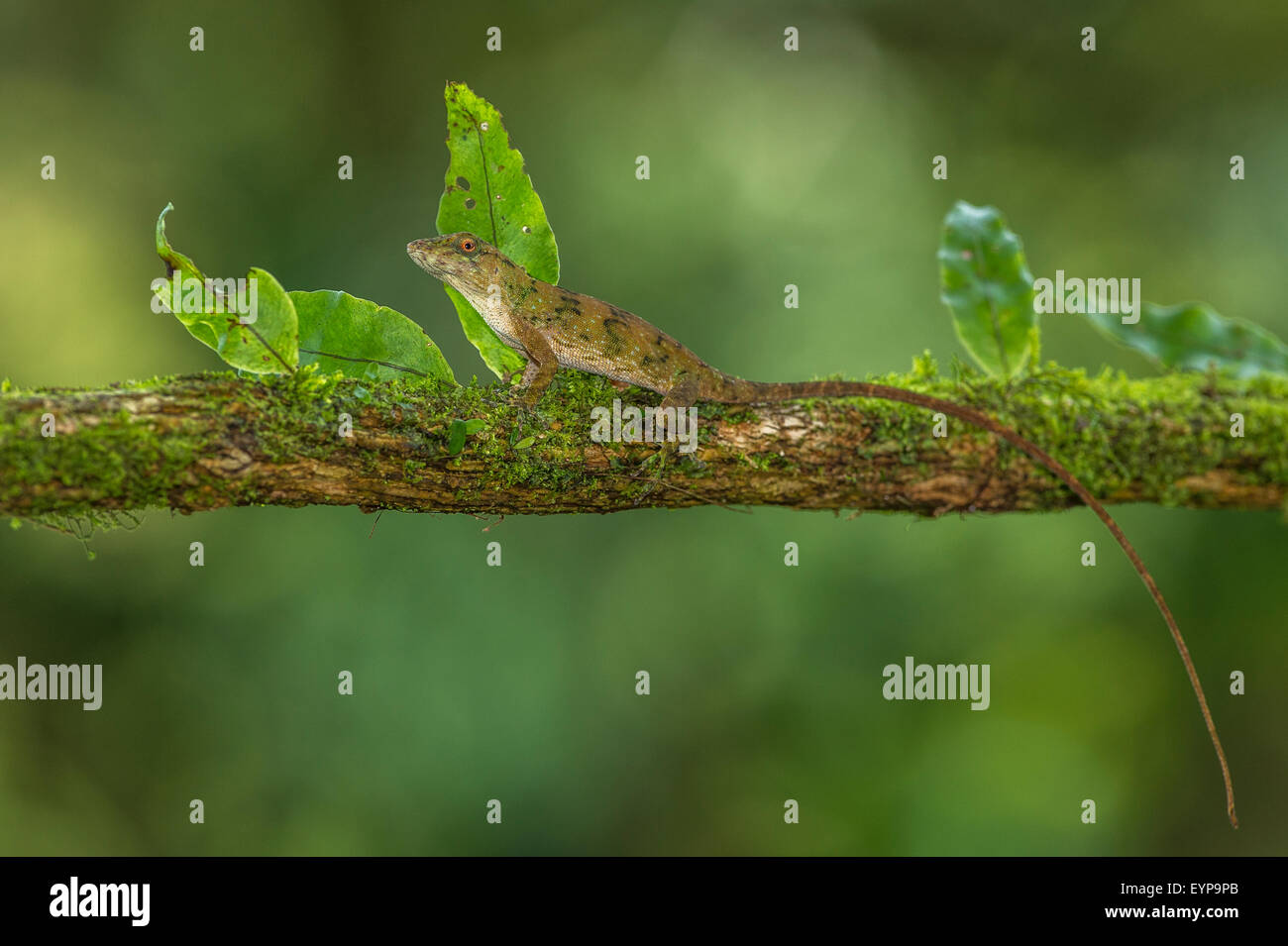 A Green Anole lizard resting on a branch Stock Photo - Alamy