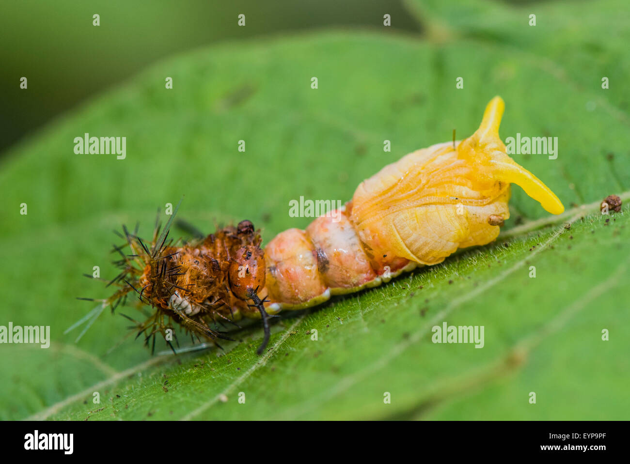 A caterpillar of the Starry Cracker butterfly pupating Stock Photo - Alamy