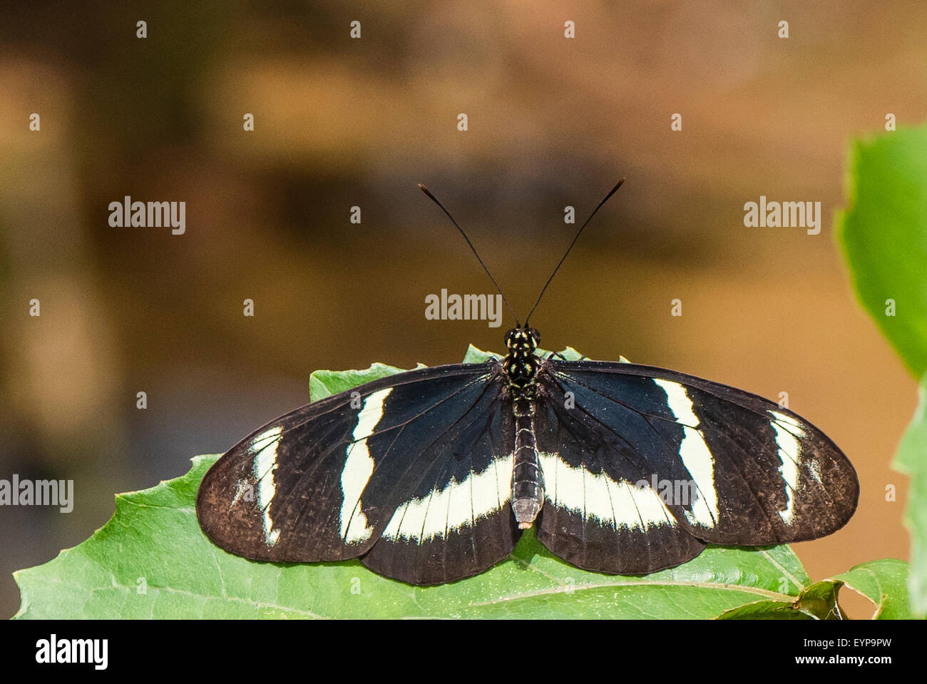 An adult Hewitson's Longwing butterfly Stock Photo - Alamy
