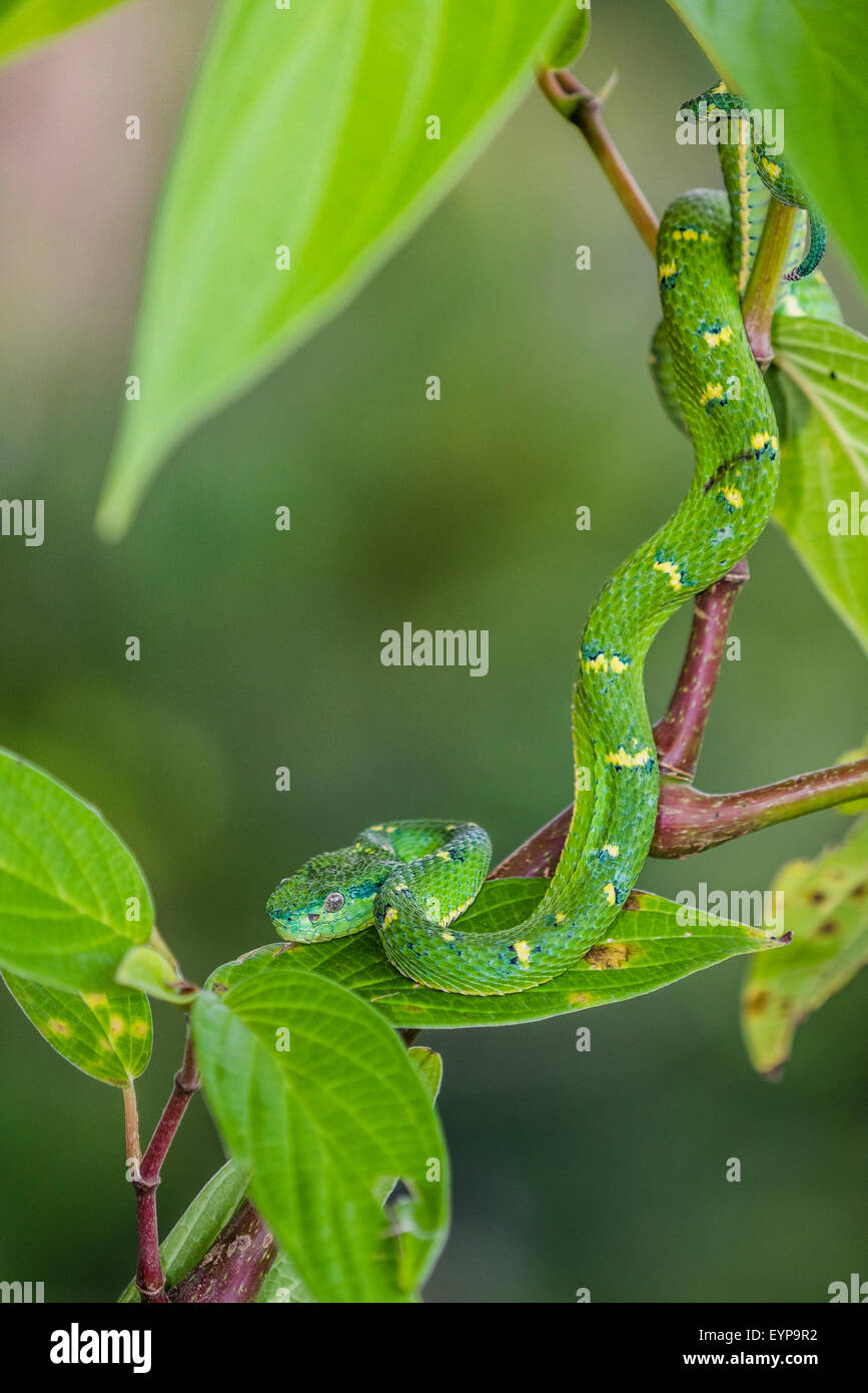 Side striped palm pit viper hi-res stock photography and images - Alamy
