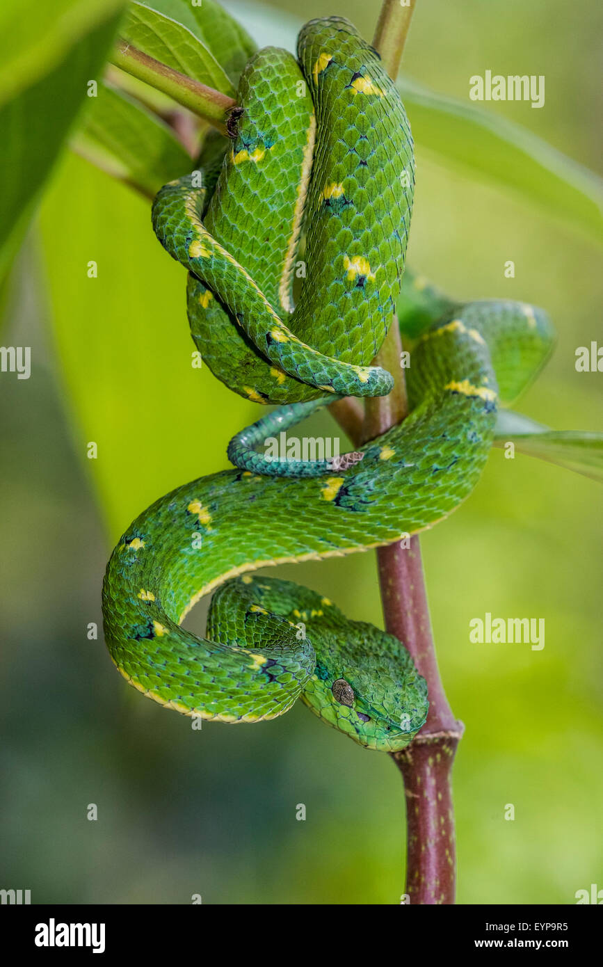 Tree viper hi-res stock photography and images - Alamy