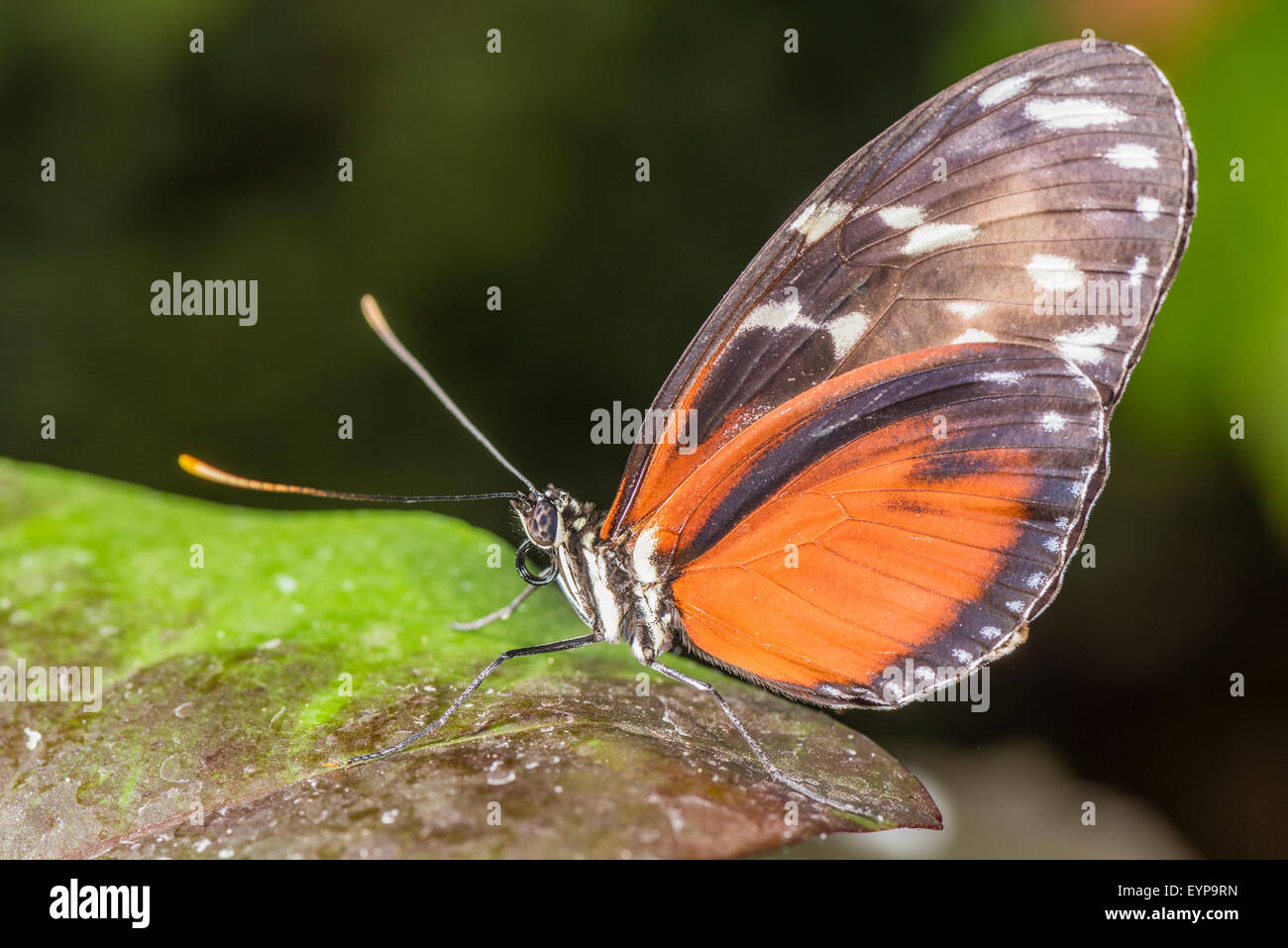 Longwing hi-res stock photography and images - Alamy
