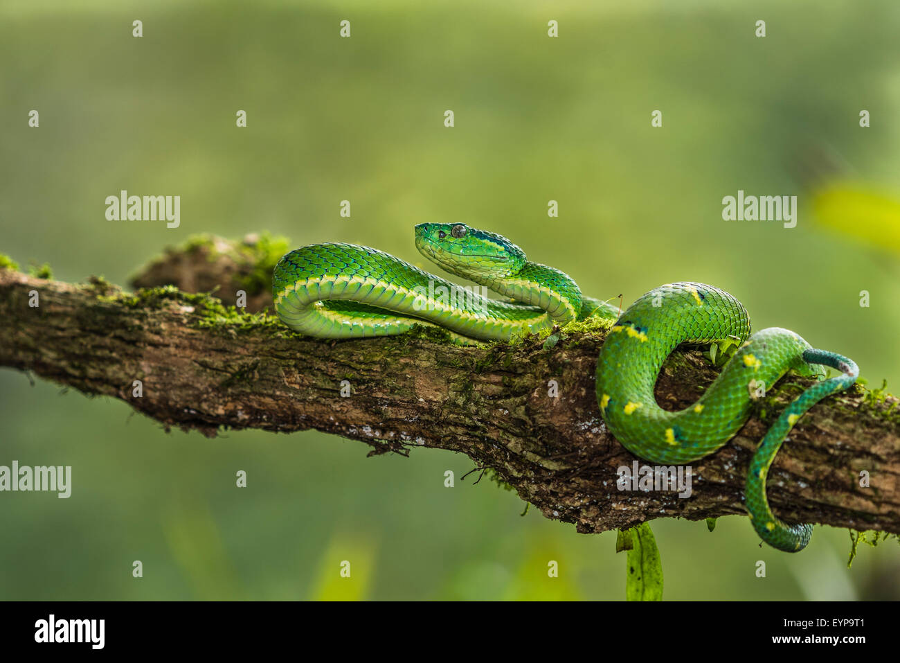 A side-striped Palm Viper in a tree Stock Photo - Alamy