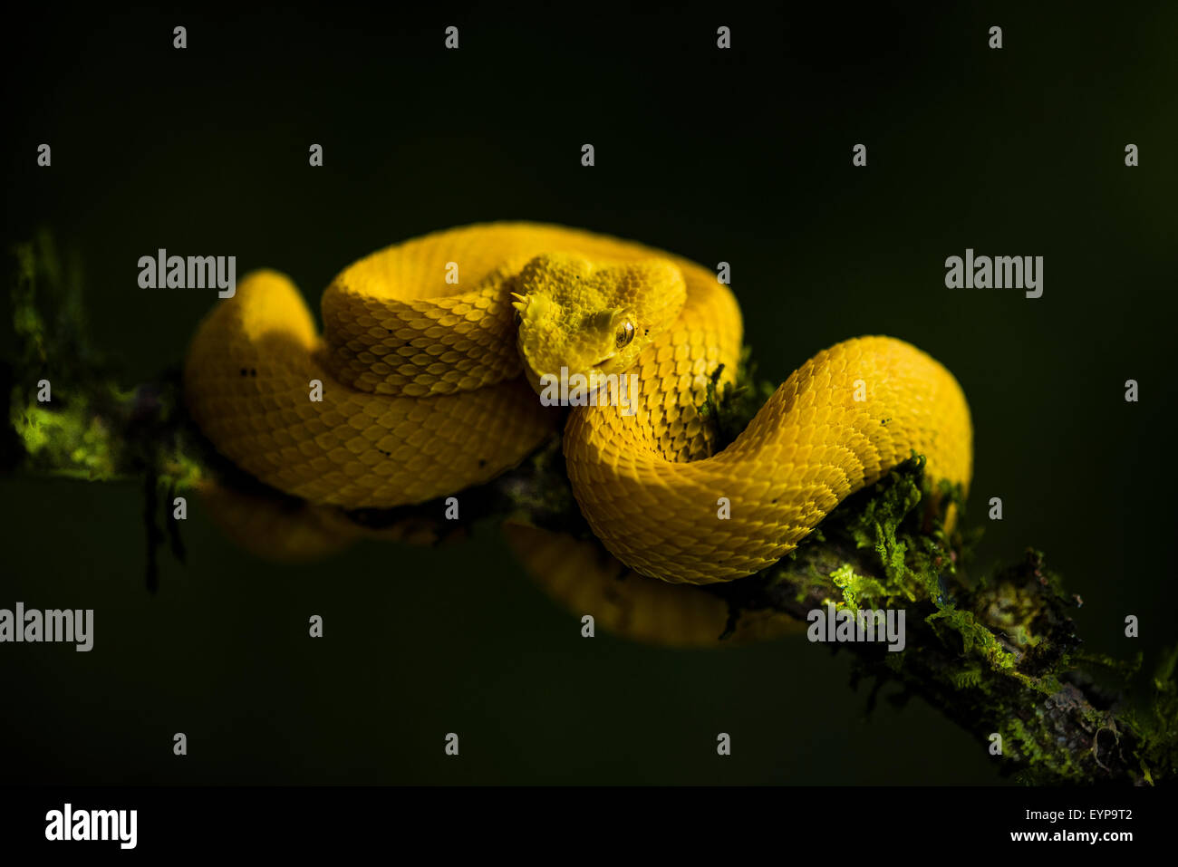 Eyelash Pit Viper Stock Photos & Eyelash Pit Viper Stock Images - Alamy