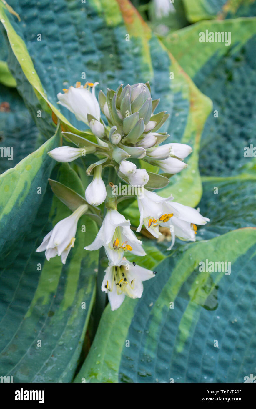 White flowered Hosta Stock Photo - Alamy