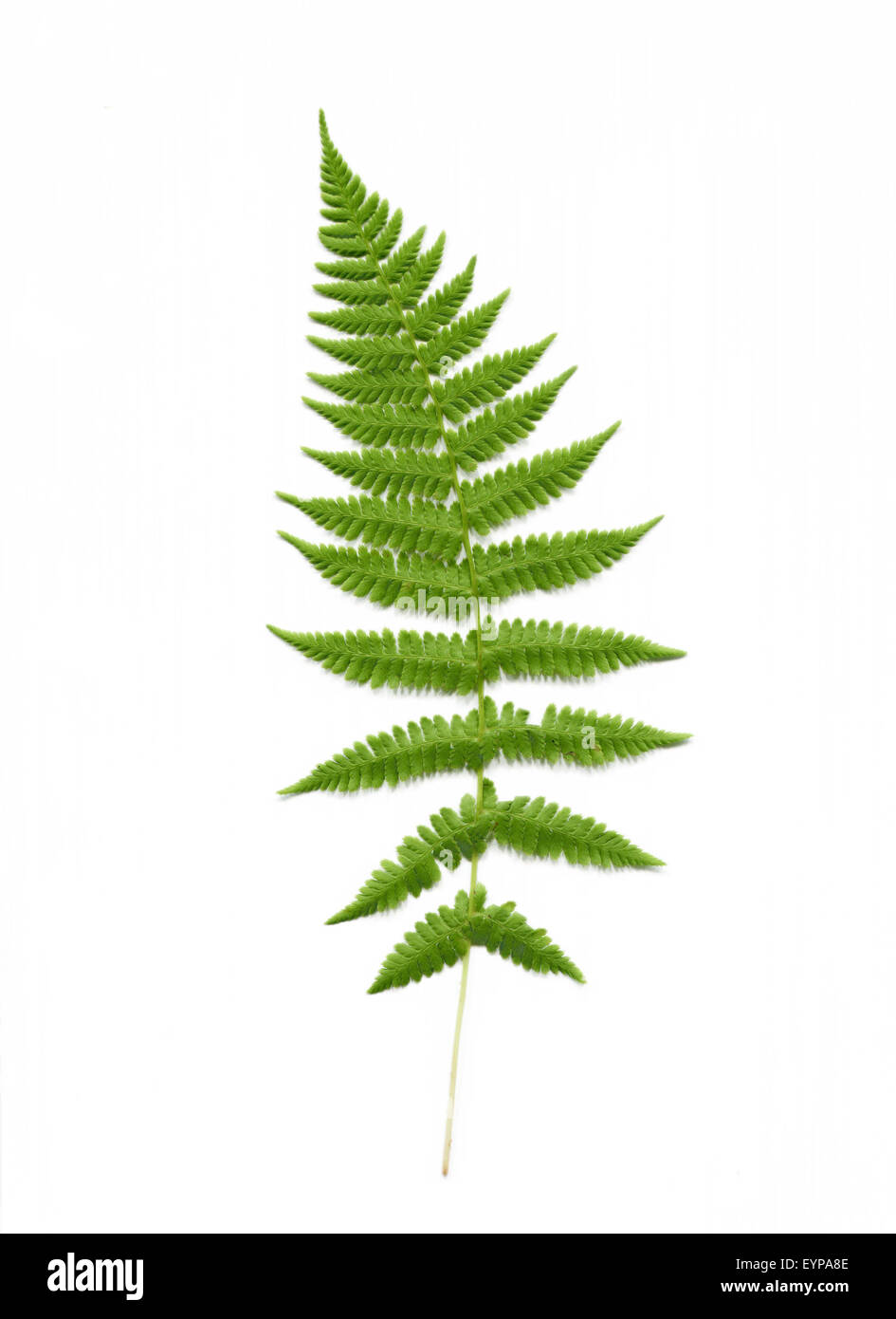 Isolated scan of fern plant Stock Photo - Alamy