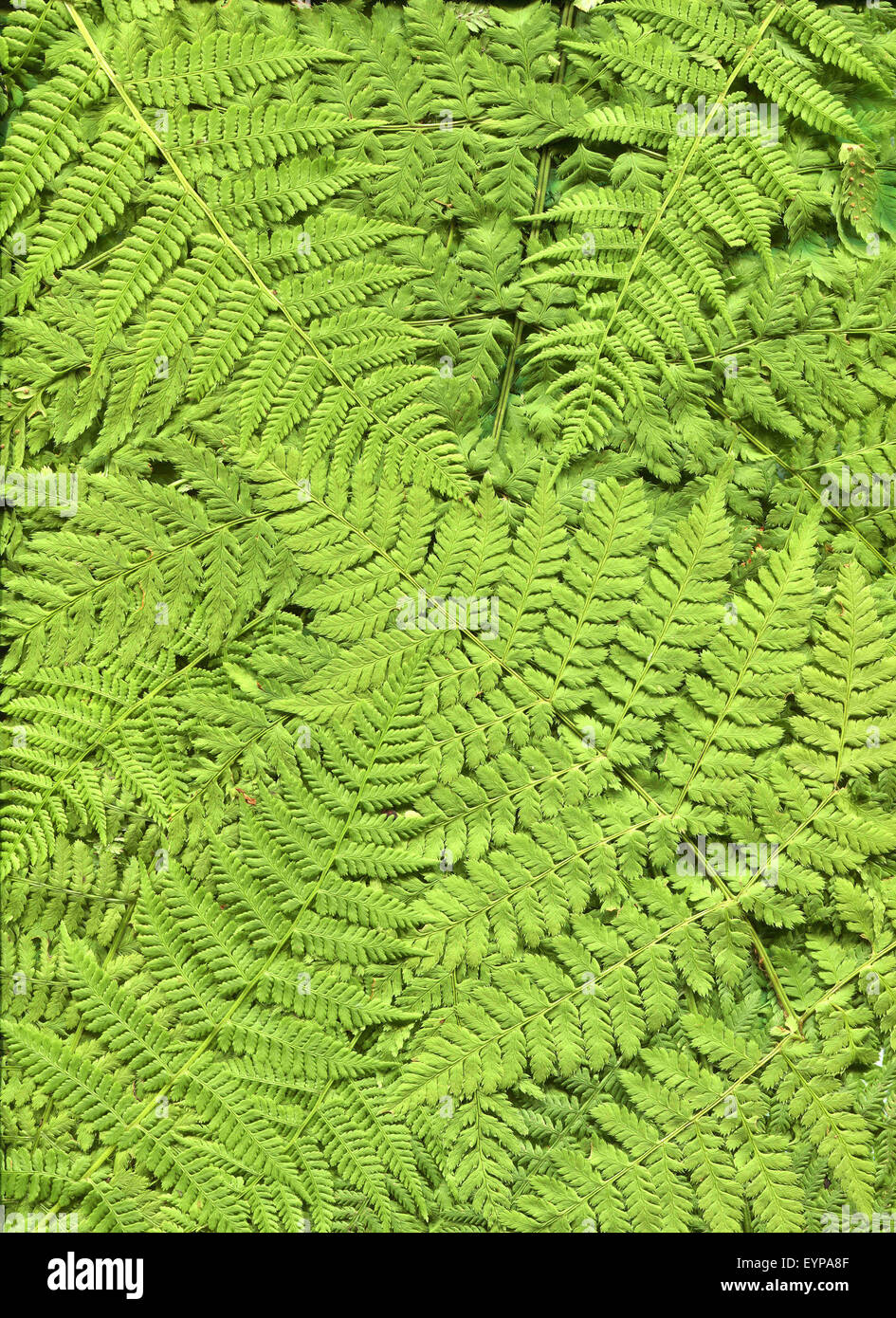 Isolated scan of fern plants Stock Photo - Alamy