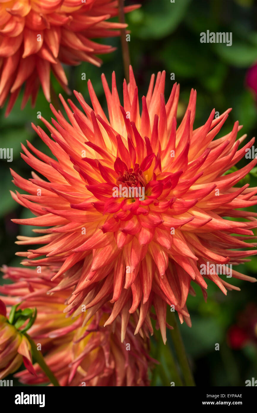 Orange dahlia hi-res stock photography and images - Alamy