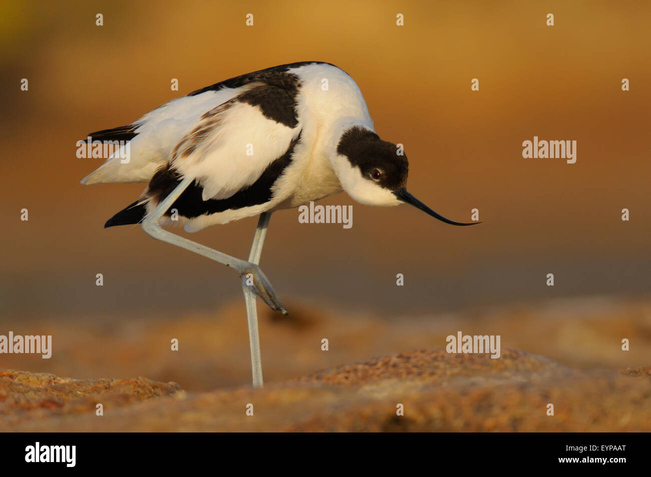 Common avocet hi-res stock photography and images - Alamy