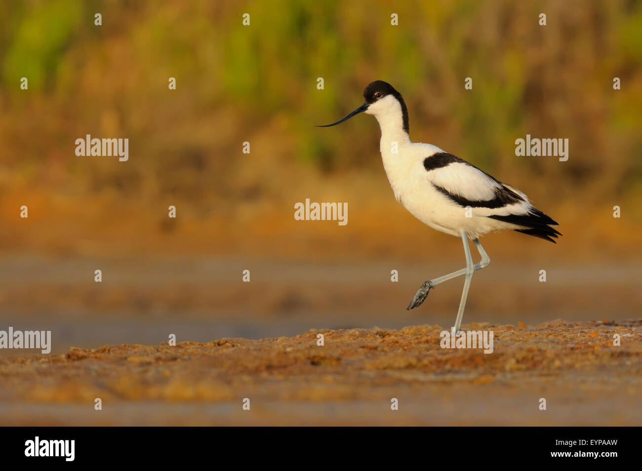 Common avocet hi-res stock photography and images - Alamy