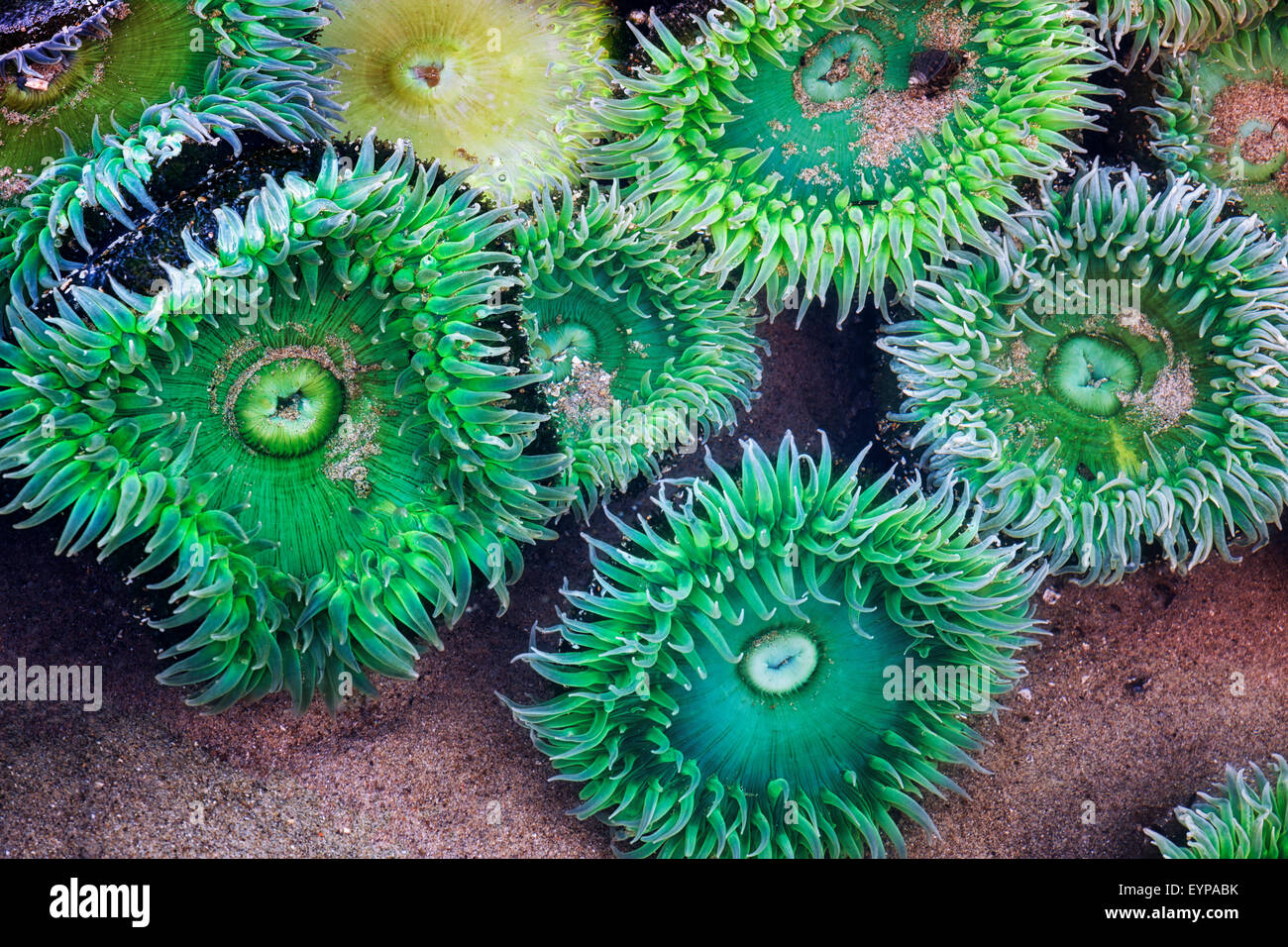 Colorful Sea Anemones