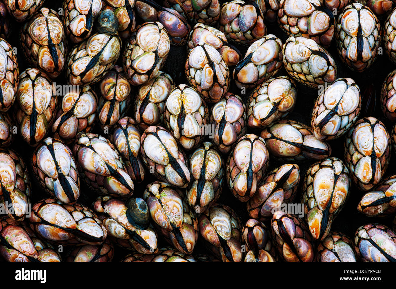Low tide reveals clusters of goose neck barnacles clinging to the rocks ...