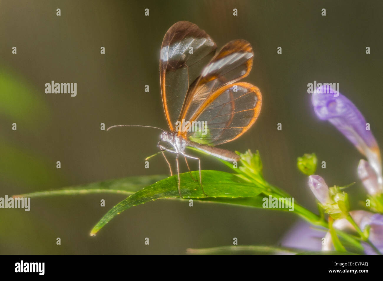 A male Clearwing butterfly at rest Stock Photo - Alamy