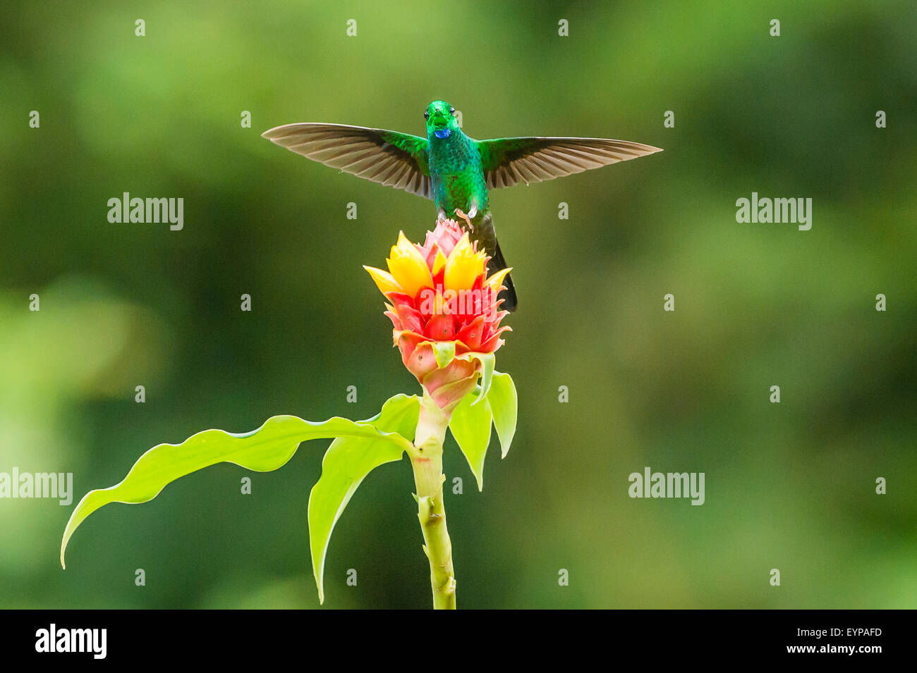 A Green-Crowned Brilliant Hummingbird landing on a Costus flower Stock ...